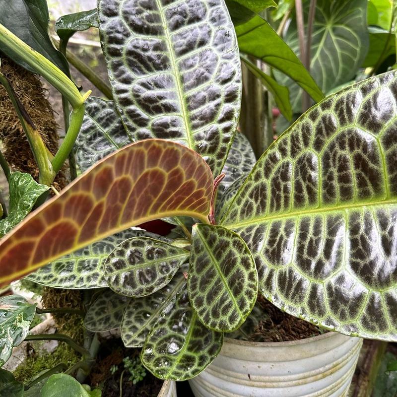 Labisia Turtle Back - - Pokok Labisia Turtle Back - लैबिसिय - TikTok ...