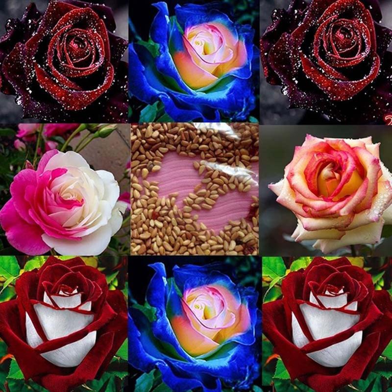 [Fast Germination] 100pcs Colorful Rainbow Rose Seeds Ornamental Bonsai ...