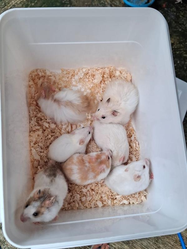 Box Kandang Hamster murah cocok buat ternak - Shop | Tokopedia