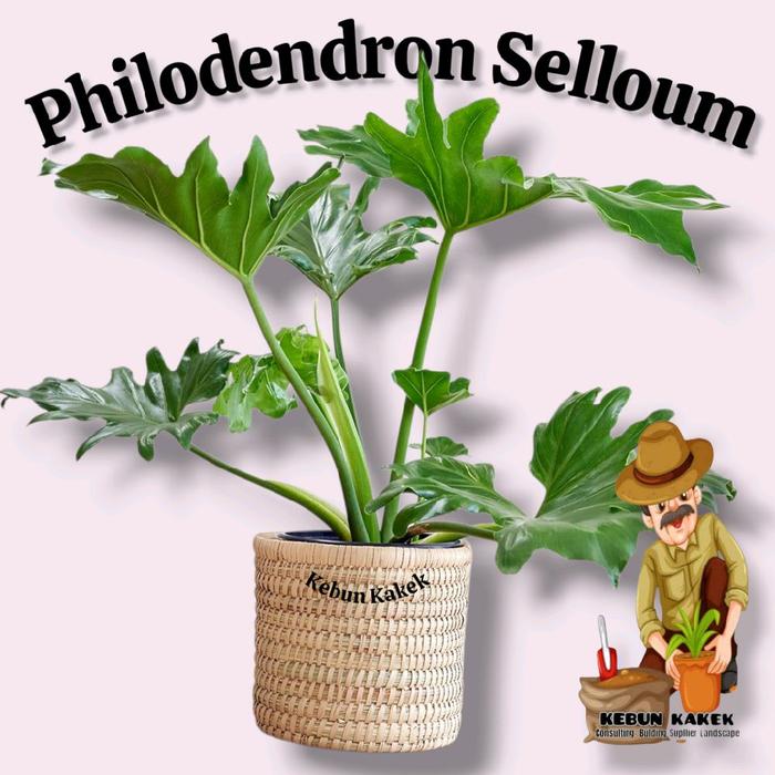 Jual Tanaman Philodenron Selloum / Tanaman Hias Hidup Philo Jari ...