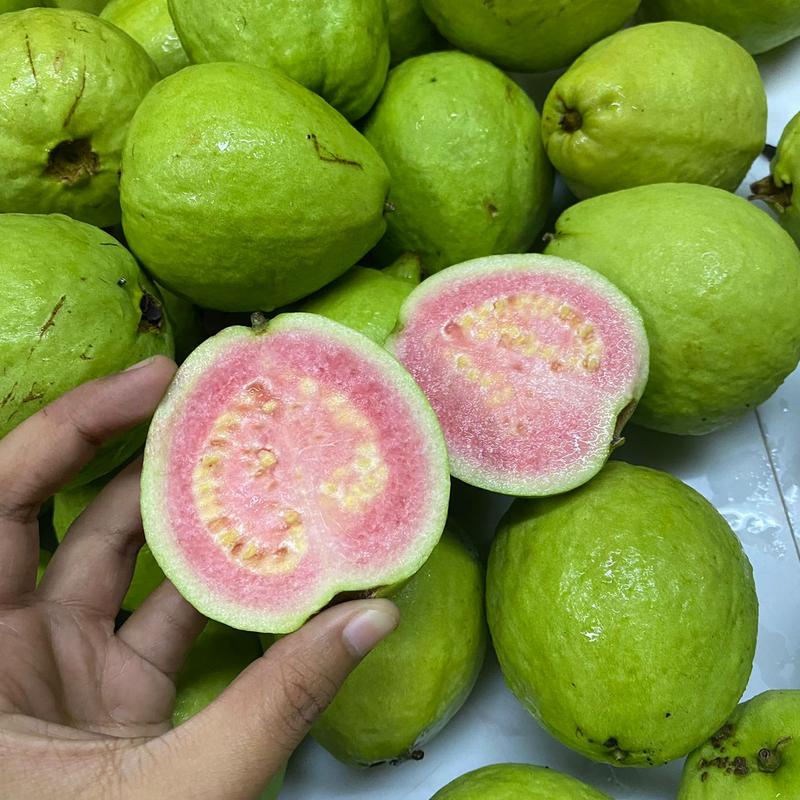 MBG Vietnam Pink Guava (6pcs) Jambu merah jambu - TikTok Shop Malaysia