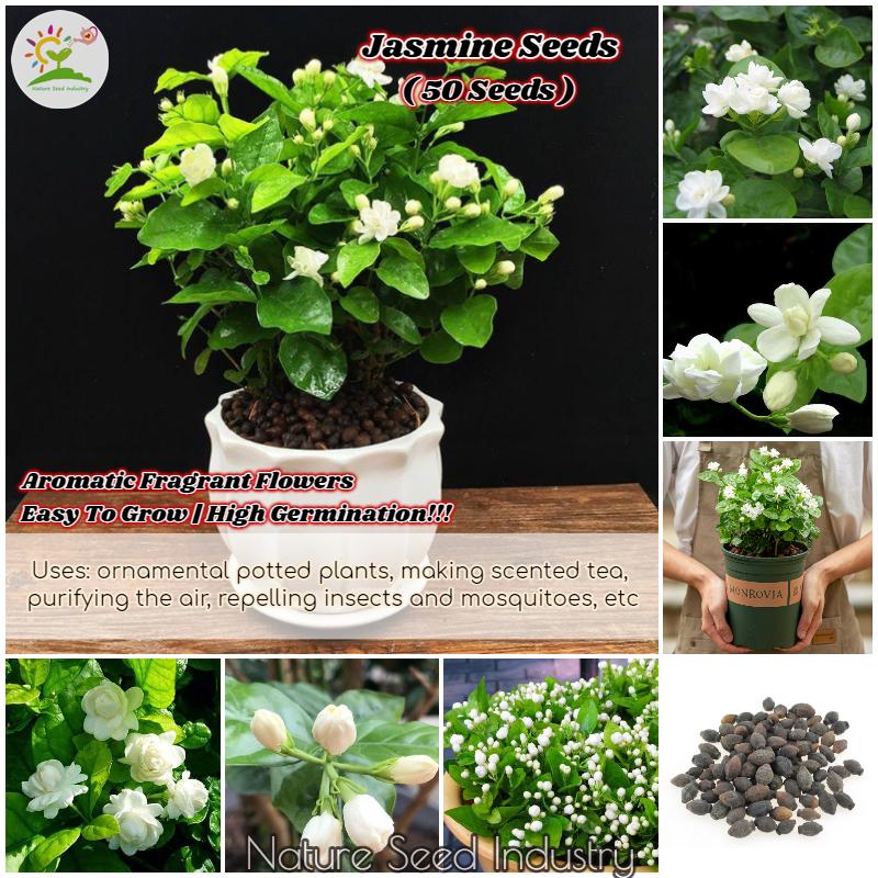 [Easy To Grow] Jasmine Seeds for Planting (50 seeds/bag) Benih - TikTok ...