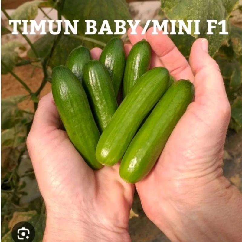 BENIH TIMUN BABY/MINI F1 HYBRID.THAI SEEDS(30 SEEDS). - TikTok Shop ...