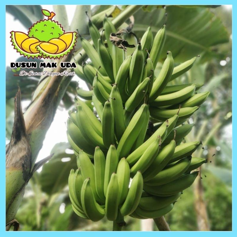 Anak Sulur Benih Pokok Pisang Nangka (Induk Sihat dan Berkualiti ...