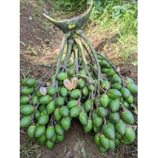 Buah pinang muda segar per 10 biji - Shop | Tokopedia