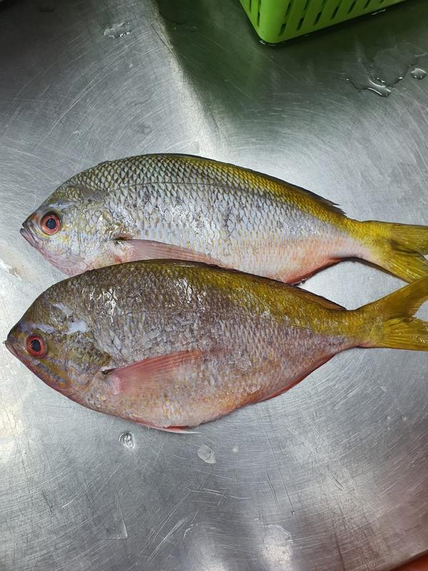 Fresh Frozen Yellow Tail 400-500gm - TikTok Shop Singapore