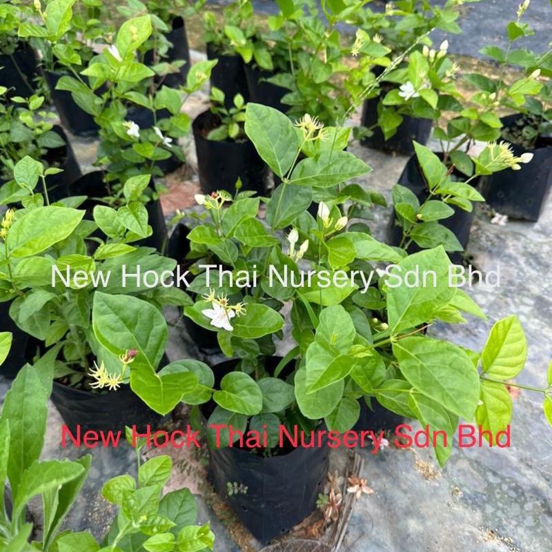 Bunga Melur India / Bunga Jasmine Flower - TikTok Shop Malaysia