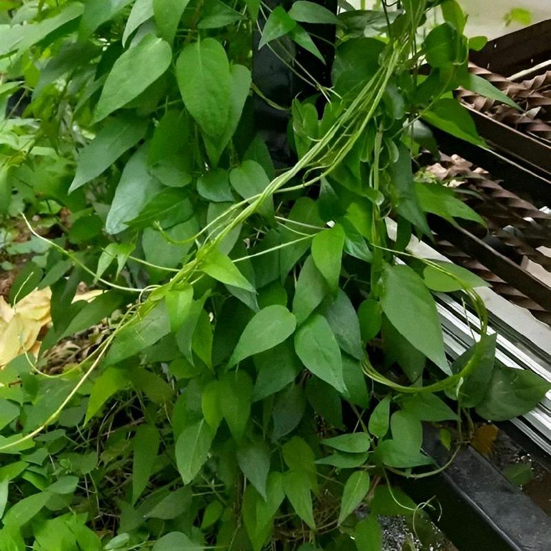 Daun Sembukan Segar 1kg (petik kemas kirim) - Shop | Tokopedia