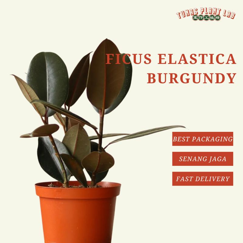 Pokok Bunga FICUS BURGUNDY Pokok Hiasan Murah - TikTok Shop Malaysia