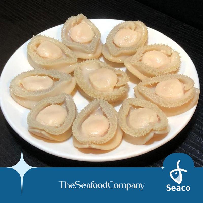 [SEACO] South Africa Canned Brine Abalone - 10pcs (D.W 213g) - TikTok ...