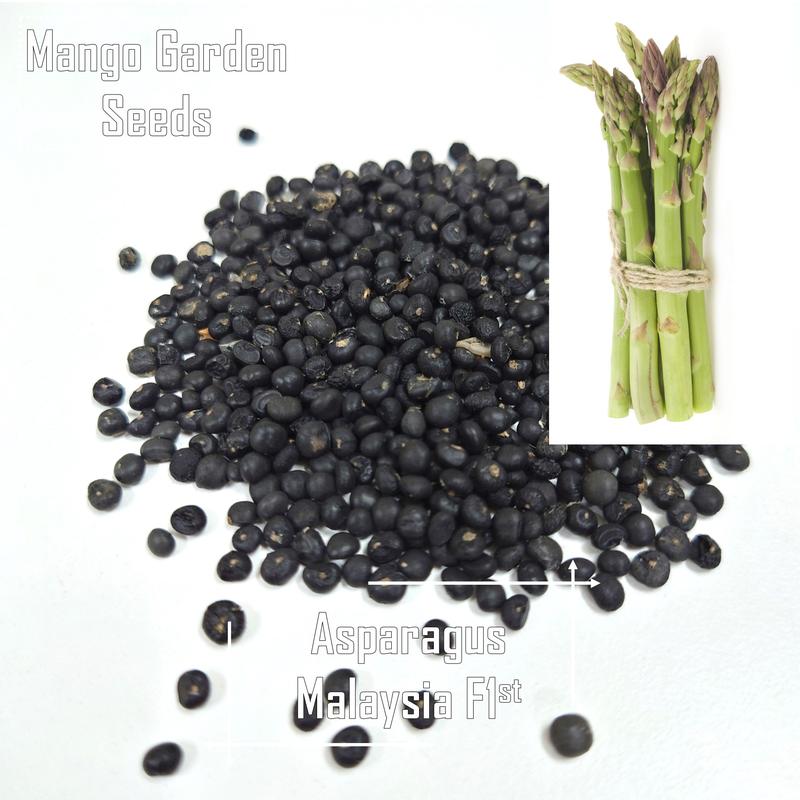 Asparagus Seeds - 50 seed *Pot Friendly* Tanam Pasu Biji Benih - TikTok ...