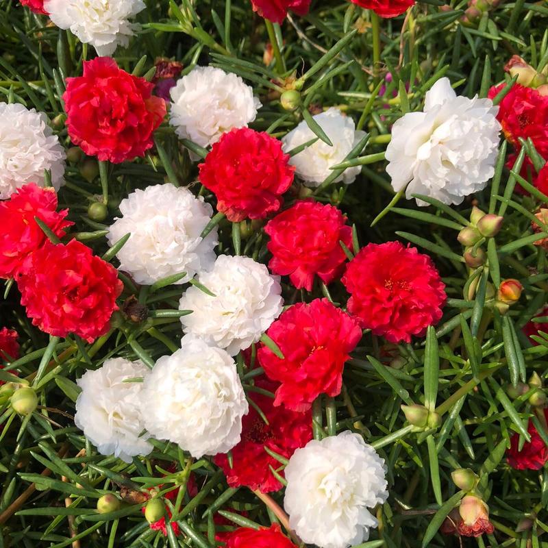 Keratan Bunga Ros jepun carnation warna merah n putih. 30 keratan ...