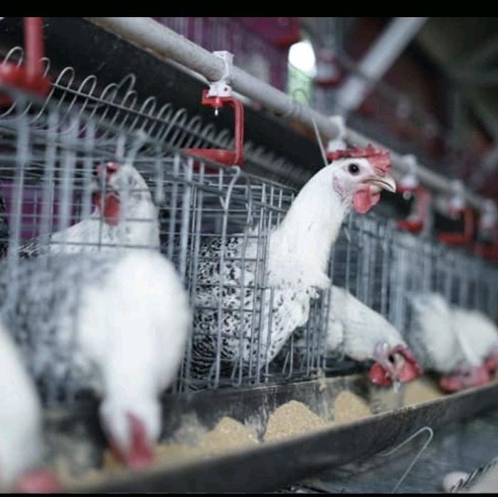 Jual Paketan Ayam + Kandang Full set Kapasitas 16 ekor - Kab. Bogor ...
