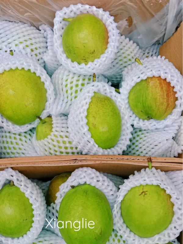 Buah pir xianglie pear xiangli jumbo / ons xiang lie manis banyak air ...