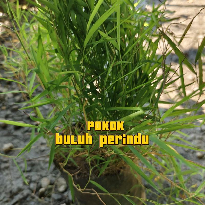 benih Pokok buluh perindu hiasan artificial cangkul Garden Home ...