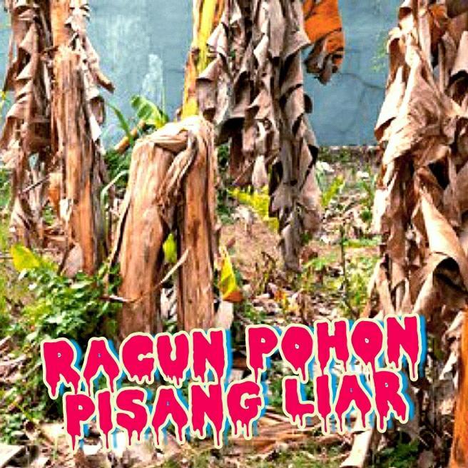 Racun Pohon Pisang Liar, AMPUH, mati sampe akar dan Tunasnya - Shop ...