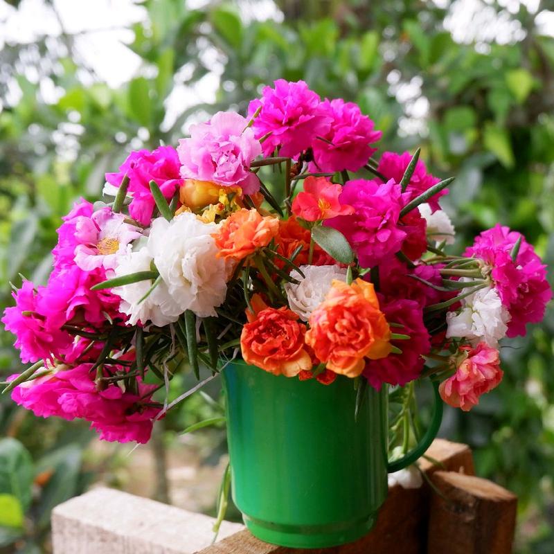 kurang lebih 100 biji benih bunga pukul sembilan.krokot bunga tumpuk ...