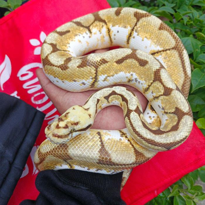 Jual Ball Python Bumblebee Calico - Kab. Cianjur - RUMAH REPTILE ...