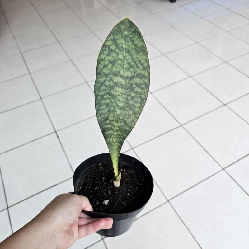 Sansevieria Lidah Mertua Centong Daun Lebar / Filter Udara Indoor ...