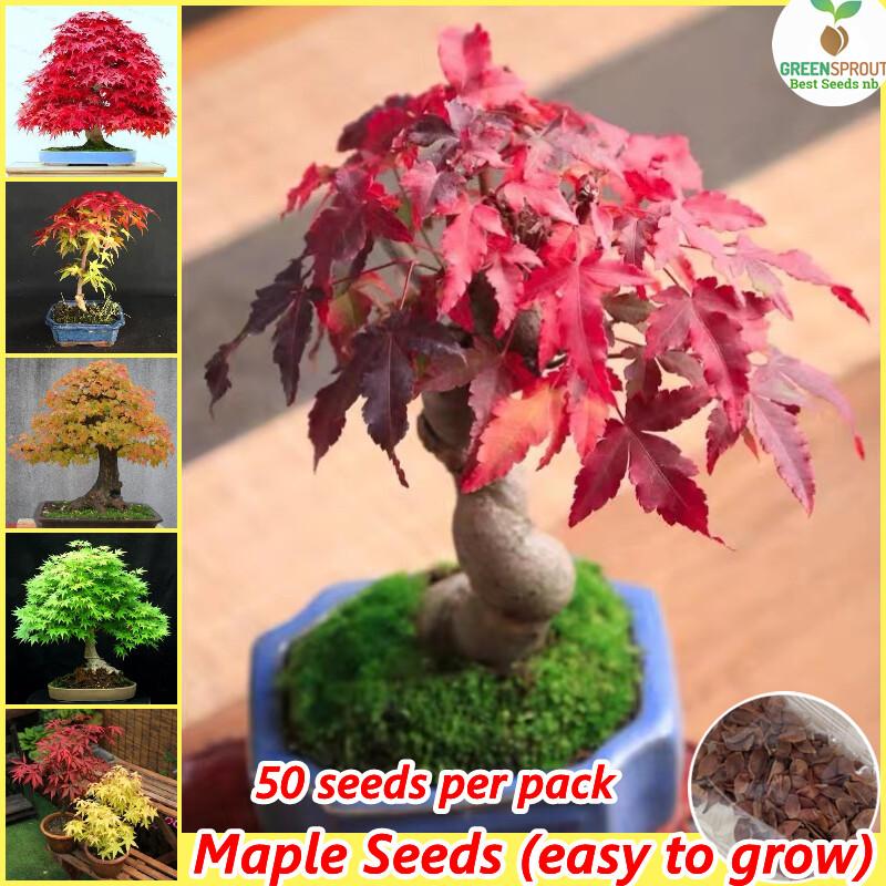 [100% Original Seed] 50pcs Red Maple Tree Seeds Acer Palmatu - TikTok ...