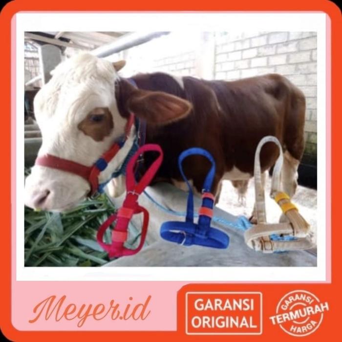 Promo Tali Mulut Sapi dan Kambing dengan Brangus Sapi, Bracok, Ikat ...