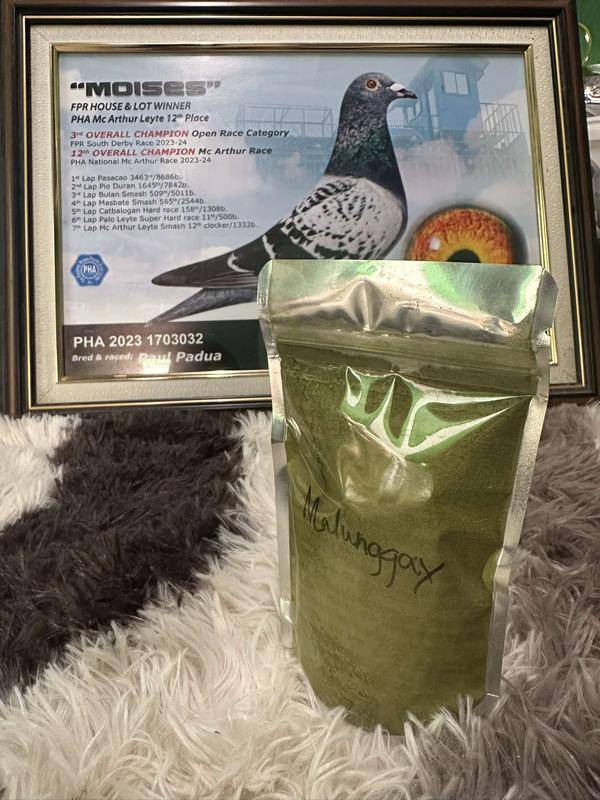 Moringa Powder - Malunggay Powder Superfood Antioxidant Rich - TikTok ...