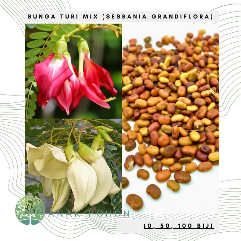 Benih Bibit Biji - Bunga Kembang Turi Mix (Merah & Putih) Sesbania ...