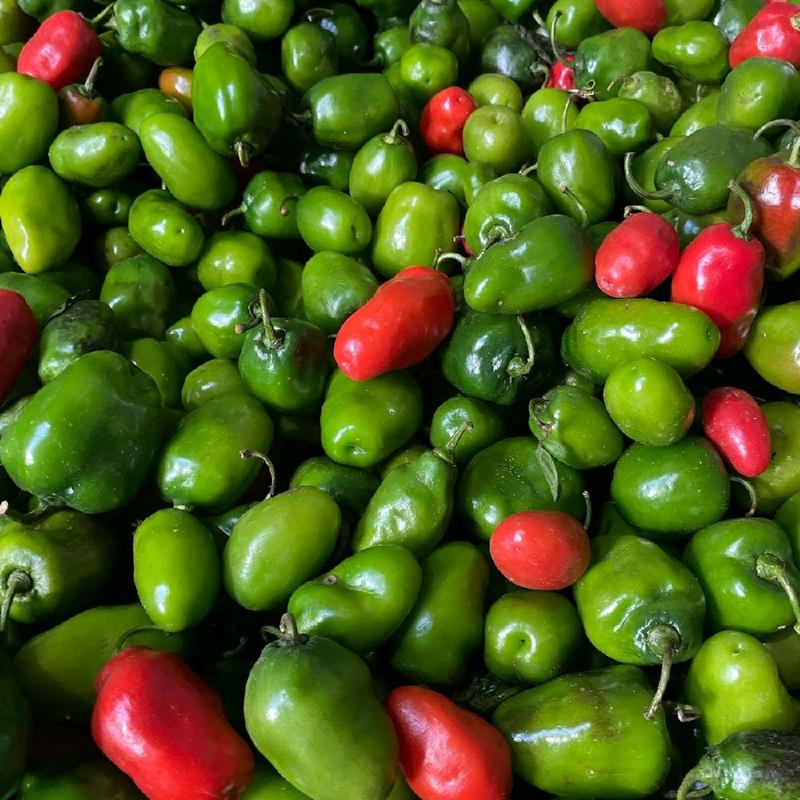 Cabe Gendot Dieng Cabe Bendot Dieng Pedas - Shop | Tokopedia