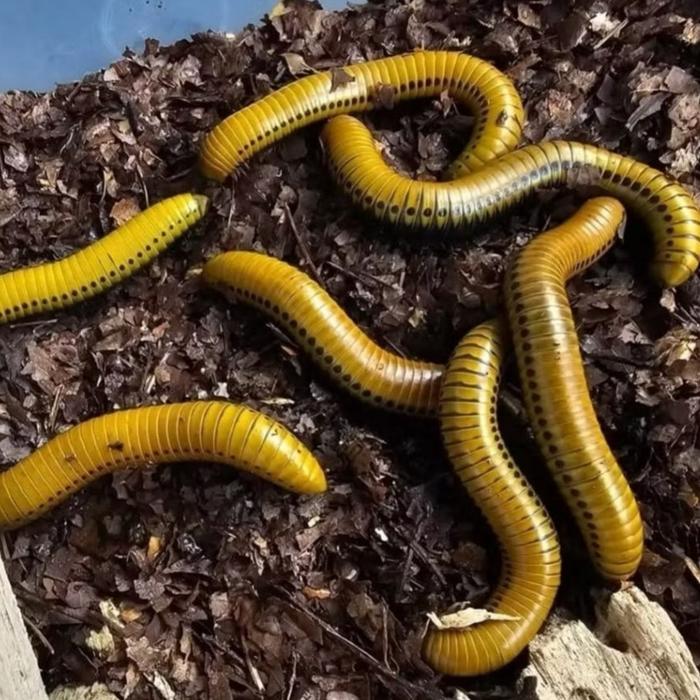 Jual MILIPEDE GIANT SPOTTED / MILLIPEDE GIANT SPOTTED - Kota Bandung ...