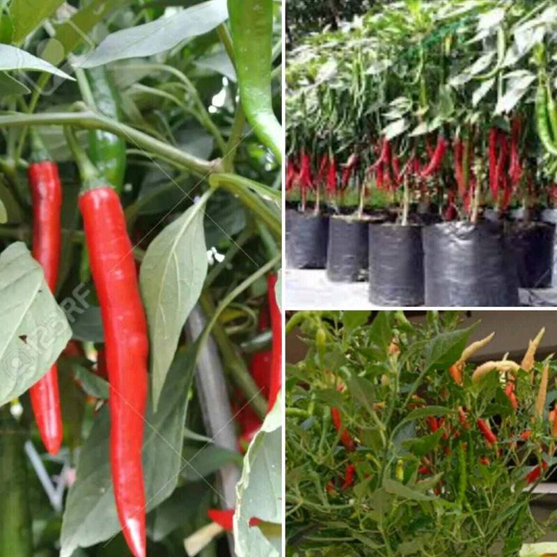 Anak Pokok Chili Berkualiti Tinggi Segar dari Kebun Johor - Polybag ...