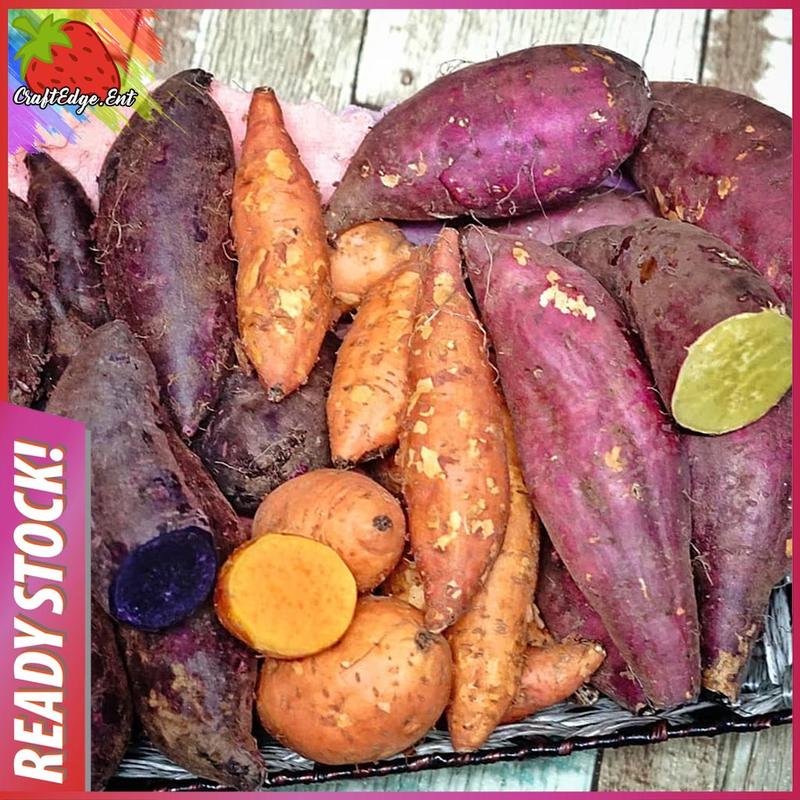 UBI KELEDEK MADU CAMERON HIGHLANDS / CILEMBU / SWEET POTATO - TikTok ...