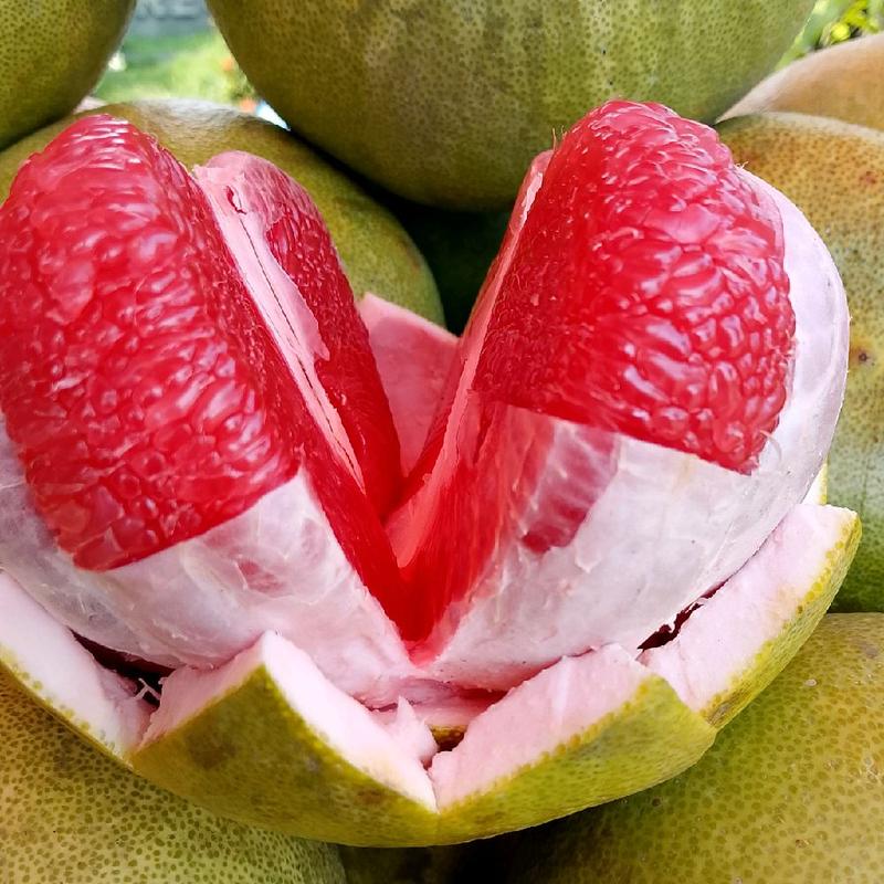jeruk bali besar merah manis - Shop | Tokopedia