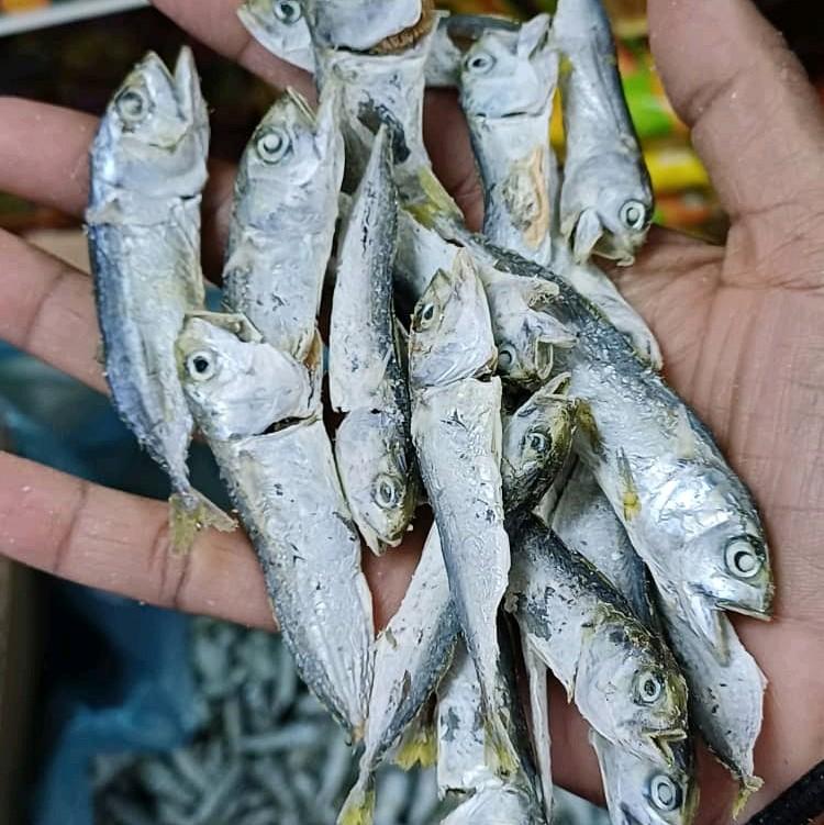 Anak Ikan Temenung/ Kembung (maasi Karuvadu) - TikTok Shop Malaysia