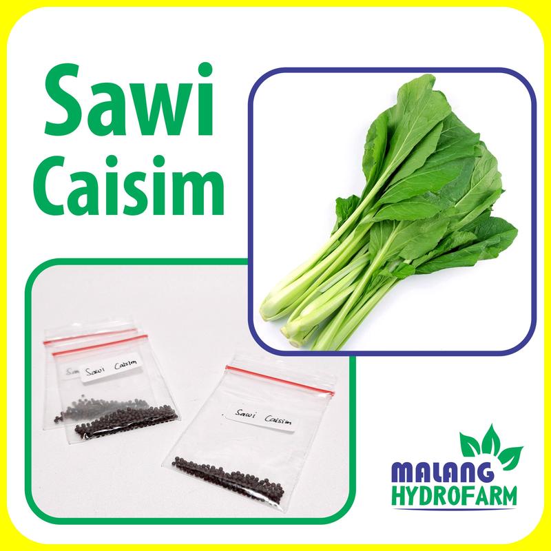 Benih Sawi Caisim Unggulan berkualitas biji bibit hydroponik hidroponik ...
