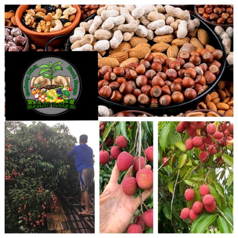 Benih Leci Merah Cangkok Original - Cepat Berbuah - Shop | Tokopedia