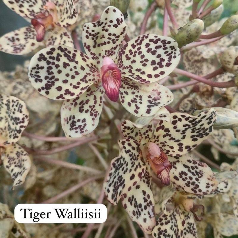 Tiger Walliisi (Set Combo: 2 Pokok) - TikTok Shop Malaysia