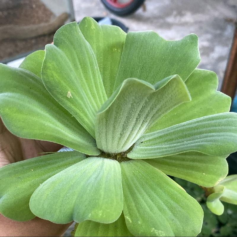 pokok air kiambang,melidungi anak ikan guppy,3pcs rm5,pokok besar ...