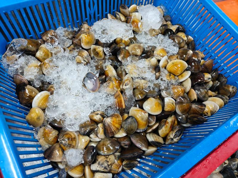 Fresh Frozen Lala Clam 500g - TikTok Shop Singapore