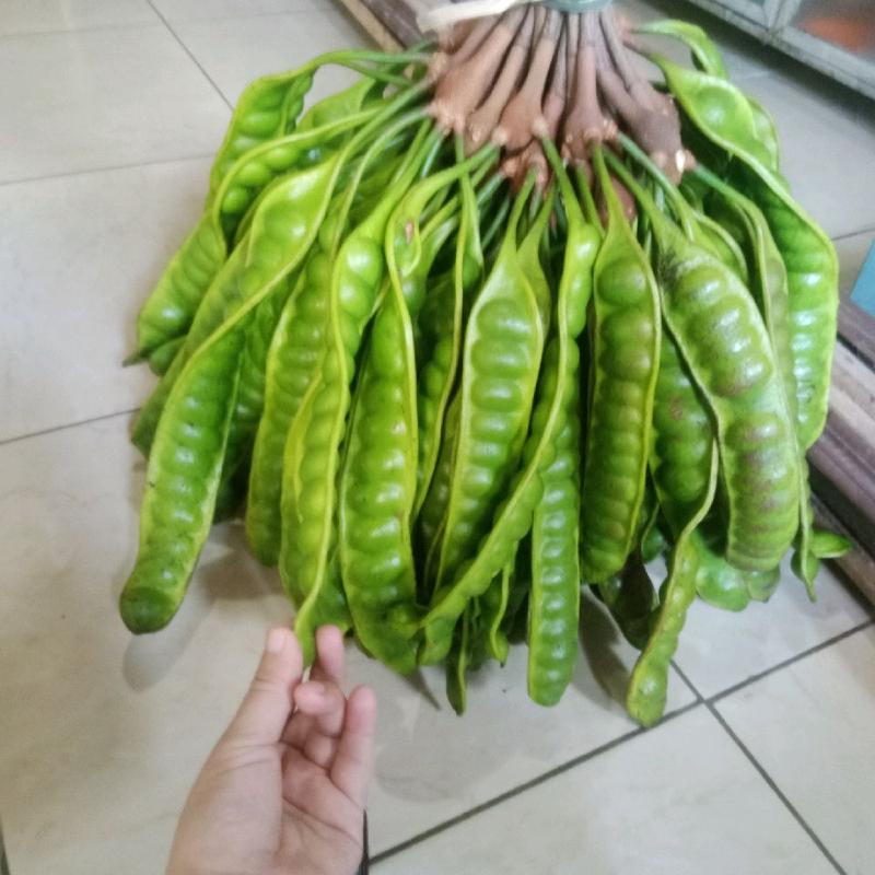 pete petai buah petey isi 10papan/super - Shop | Tokopedia