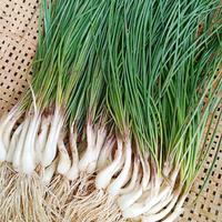 Jual Bawang batak/kuncai bawang lokio segar berat 300 gram - Kab ...