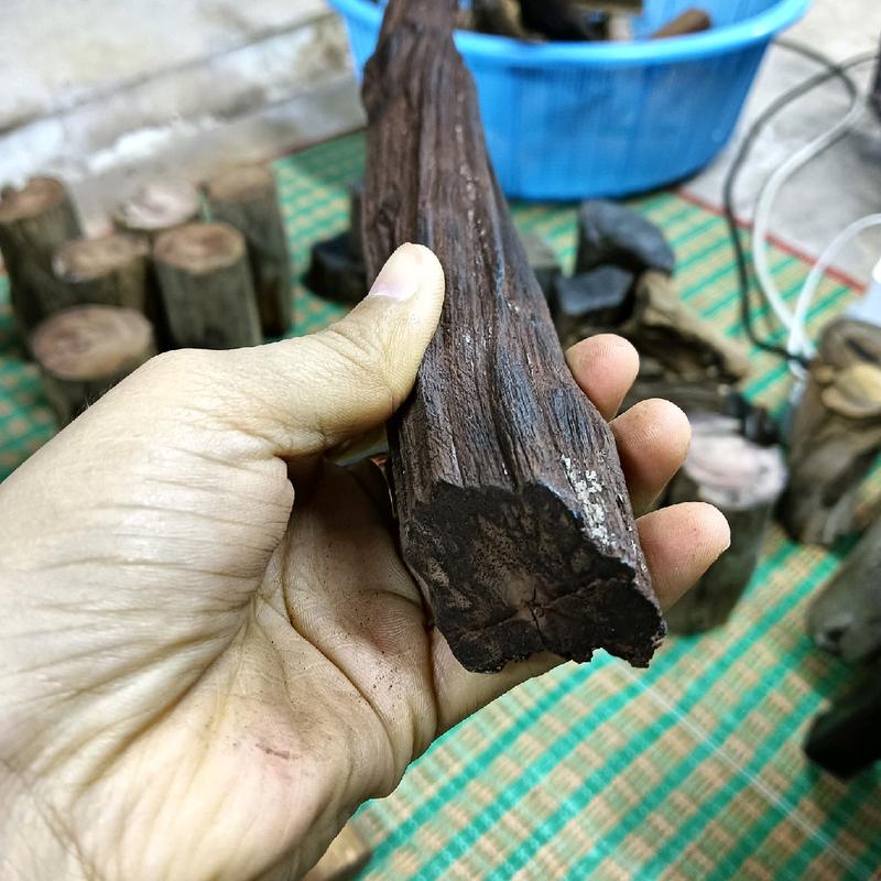 kayu Laka Menang 2kaki lebih cantik molek - TikTok Shop Malaysia