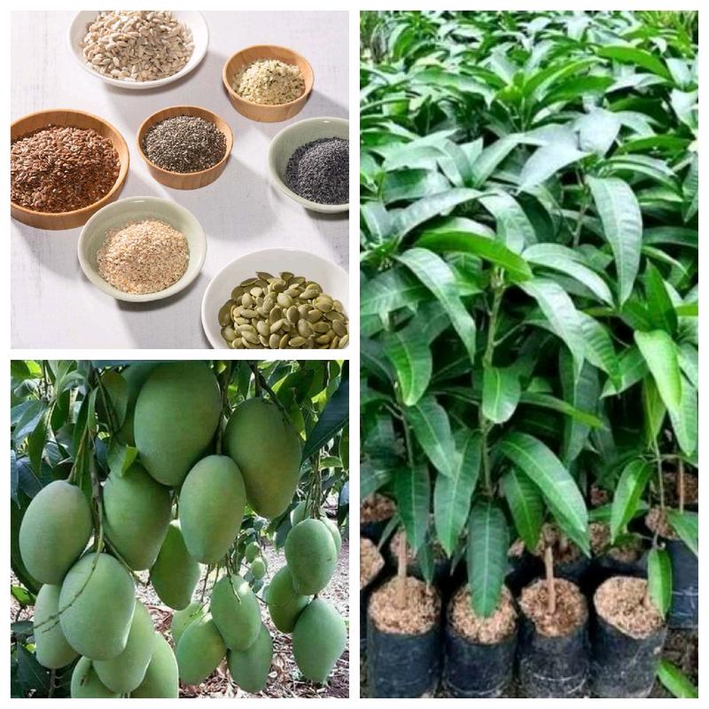 benih mangga gadung super BBT - Shop | Tokopedia