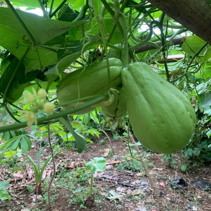 Labu siam fresh 1kg | petik kebun sendiri - Shop | Tokopedia