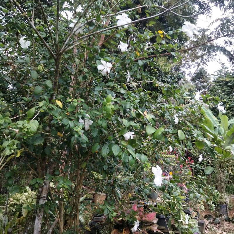 Bunga Raya Putih Keratan Batang - - TikTok Shop Malaysia