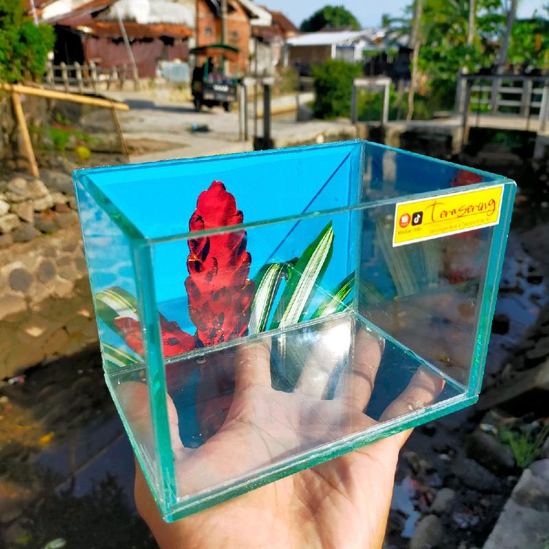 Aquarium Mini Chana Aquarium Ikan Cupang 15x10x10cm New 2025 - Shop ...