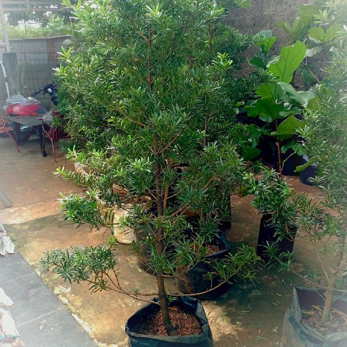 Jual Pohon Lo Han Sung Lohansung - Podocarpus Macrophyllus - Non Lokal ...