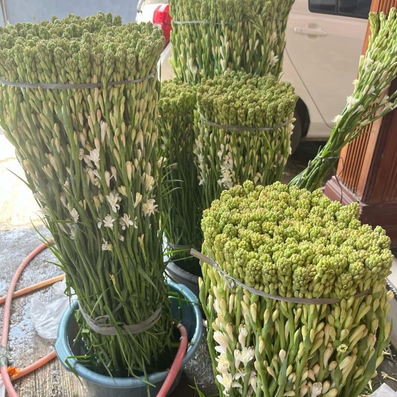 bunga sedap malam wangi hiasan rumah 10 tangkai - Shop | Tokopedia