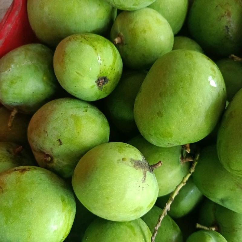 Mangga Mardi Telur Fresh segar - Shop | Tokopedia