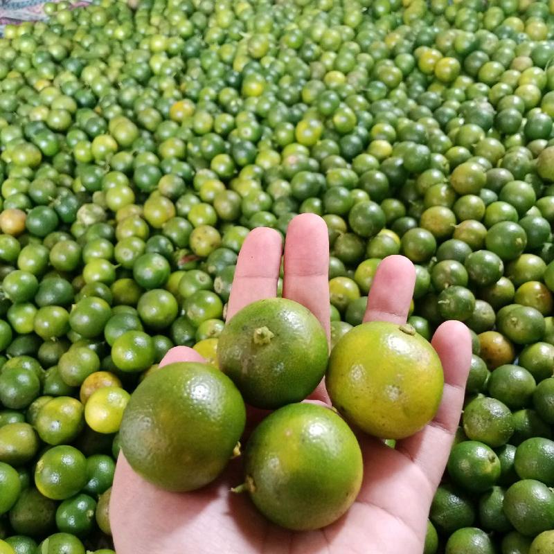 Jeruk kasturi/jeruk kunci 1kg JERUK PERAS - Shop | Tokopedia