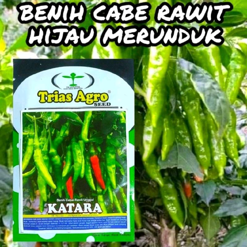 Benih bibit Cabe Rawit Hijau Merunduk Katara 10 gr - Shop | Tokopedia